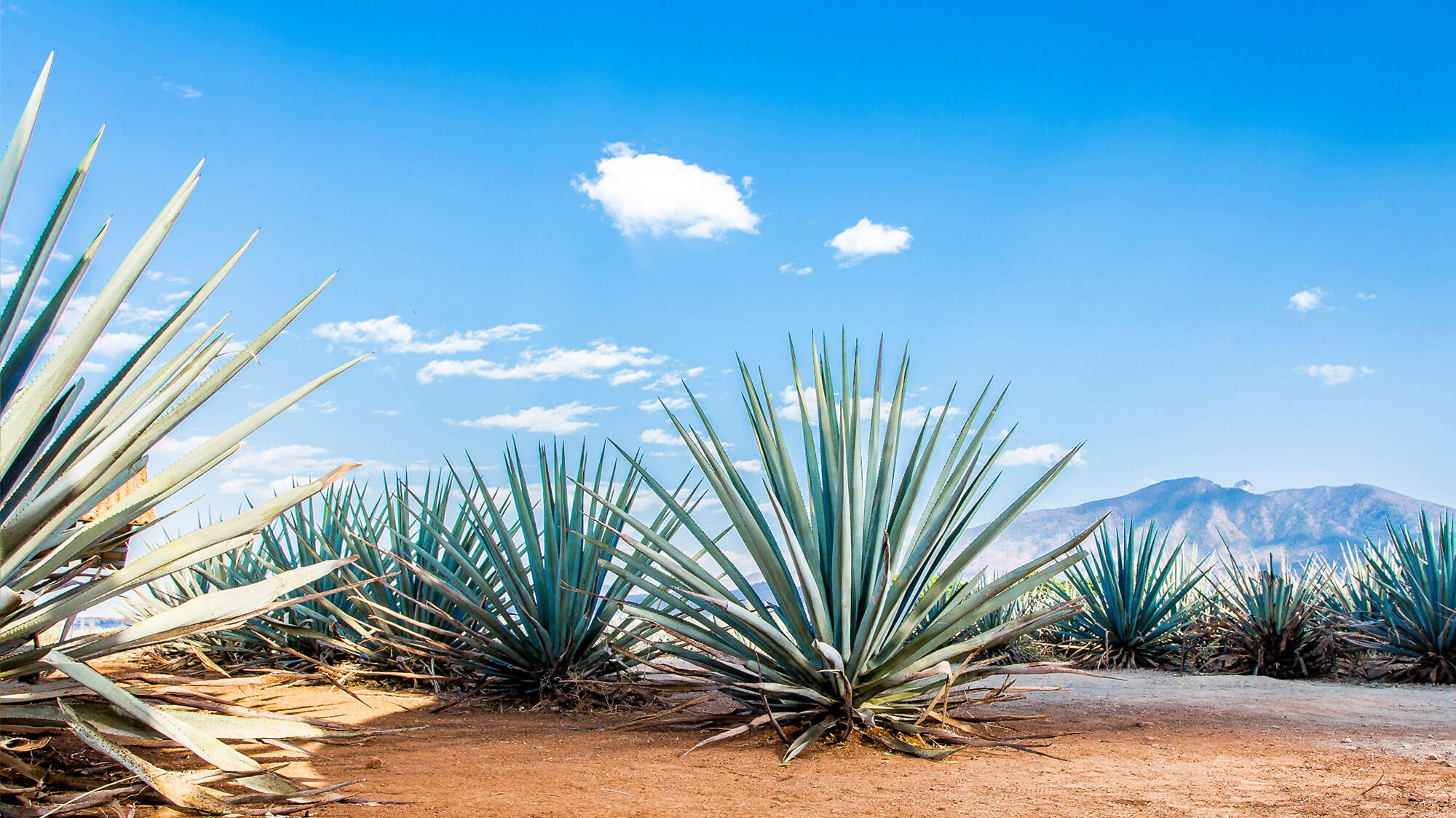 Pernod Ricard und das Haus des Mondes | Mediathek | GS&P